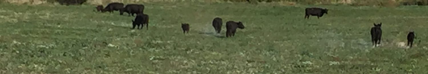 About – RICE ANGUS RANCH