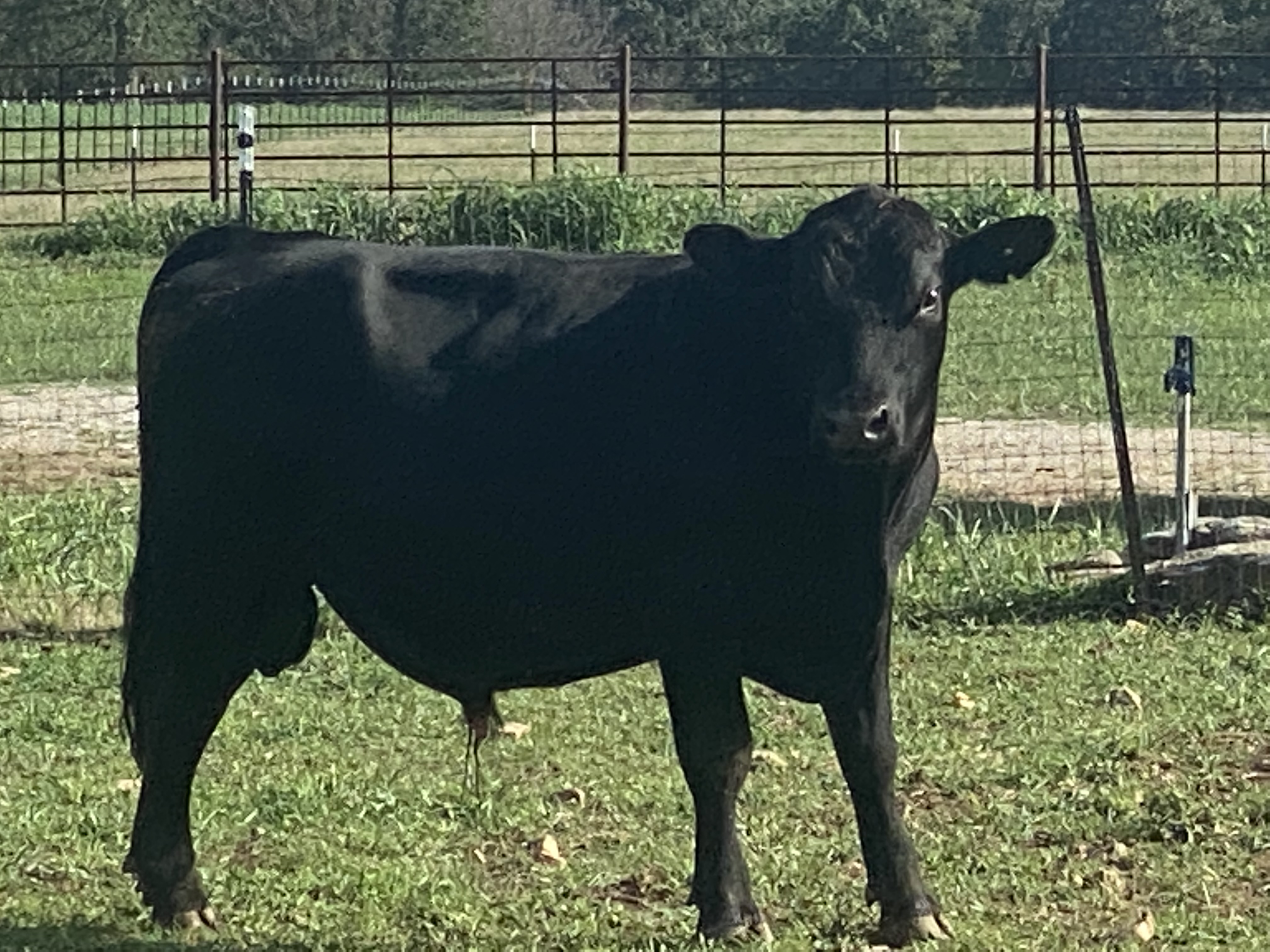 Rice Cowboy Up J534 – RICE ANGUS RANCH