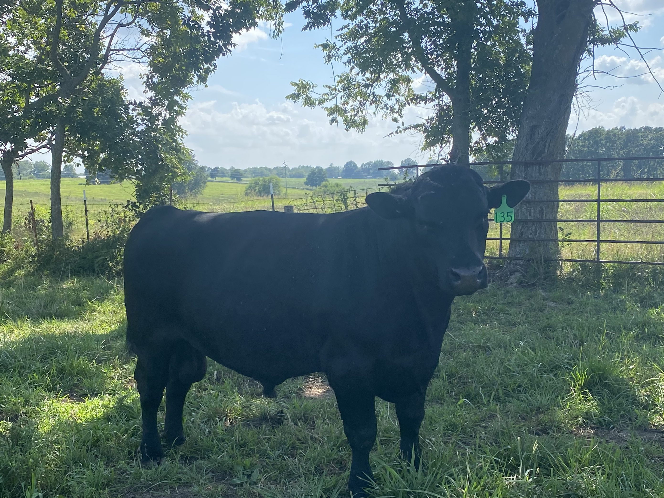 RICE ANGUS RANCH – Rice Angus Ranch