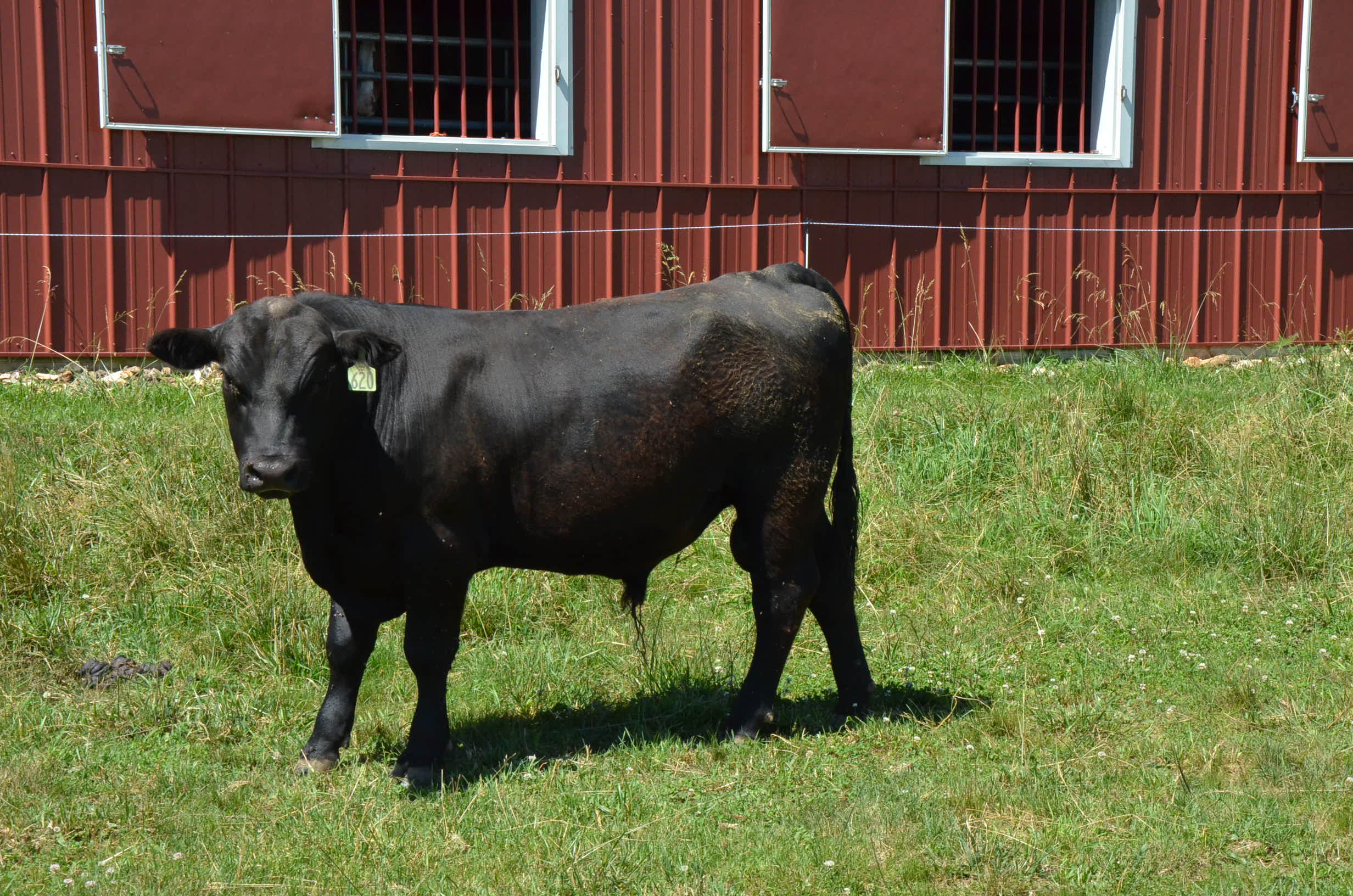 Rice Cowboy Up K620 – RICE ANGUS RANCH