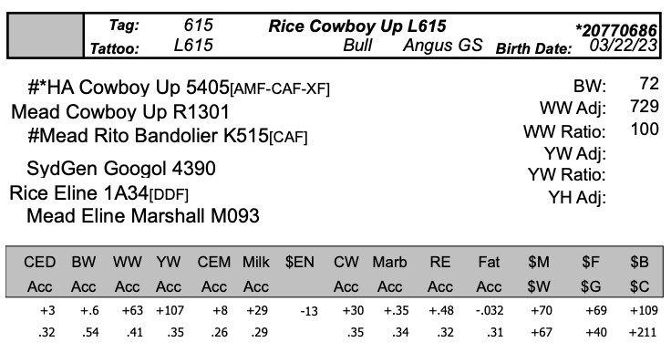 Rice Cowboy Up L615 – RICE ANGUS RANCH